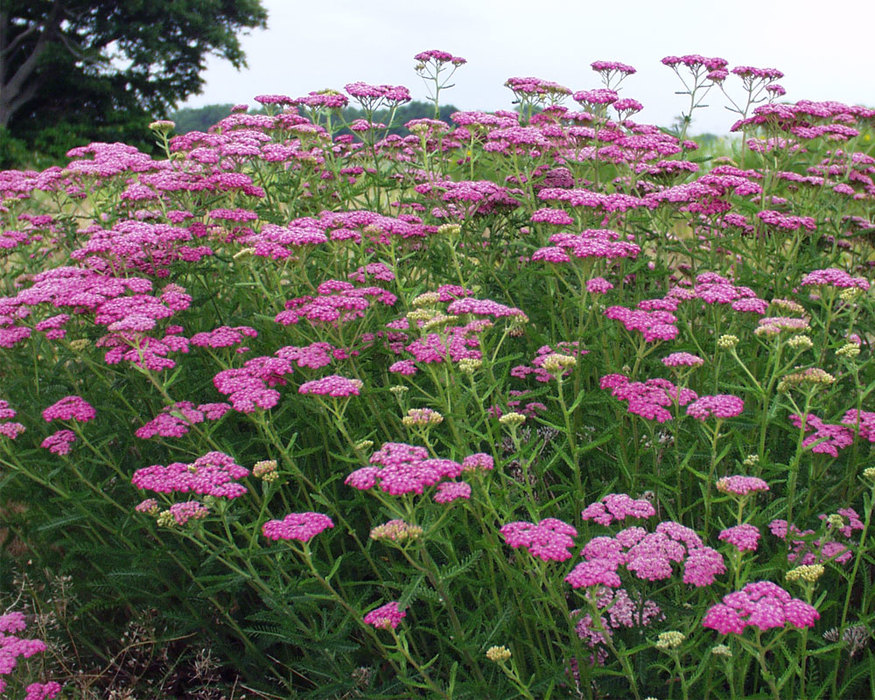 Achillea Richard Nelson | Bluestone Perennials