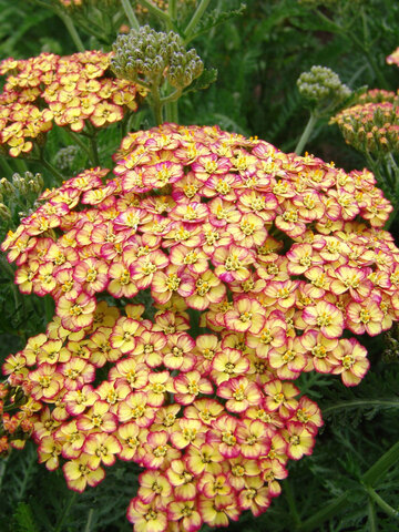 Achillea Rainbow Tricolor | Bluestone Perennials
