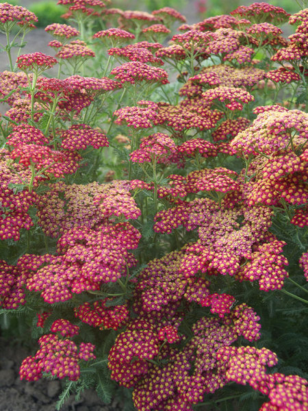 Product Viewer - Achillea Red Velvet
