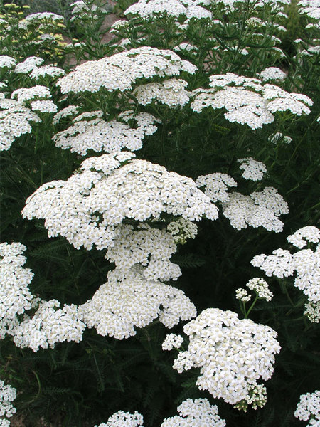 Product Viewer - Achillea Snow Sport