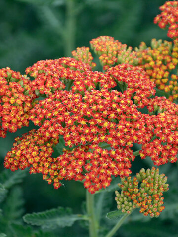 Achillea Sassy Summer Sunset | Bluestone Perennials