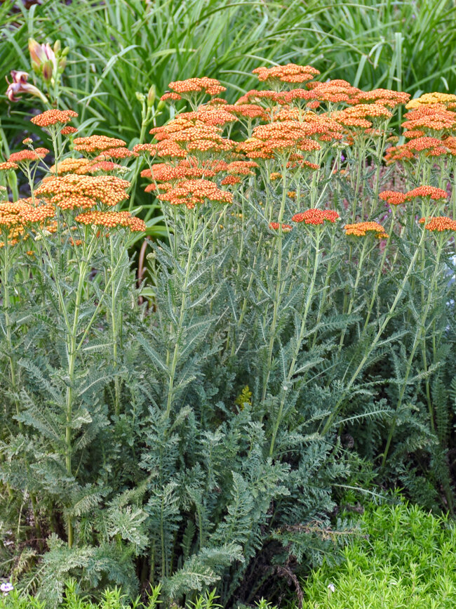 Achillea Sassy Summer Sunset | Bluestone Perennials