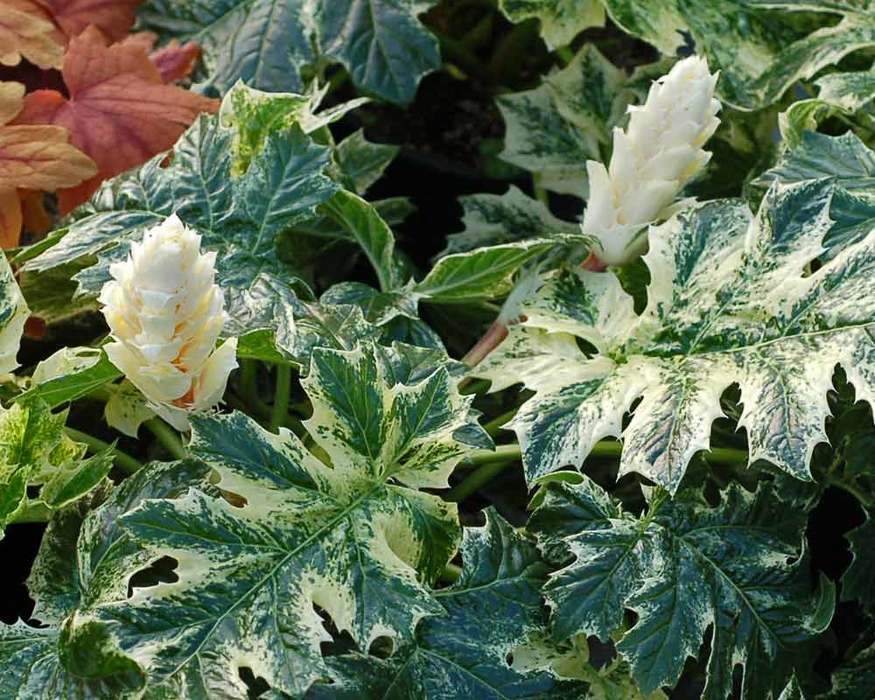 Acanthus Whitewater | Bluestone Perennials