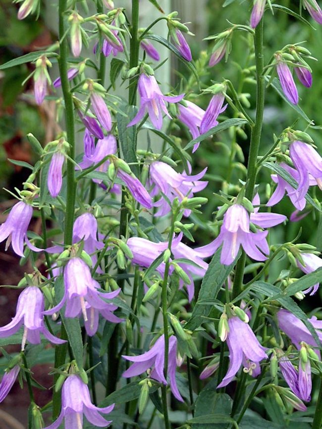 Adenophora Amethyst | Bluestone Perennials