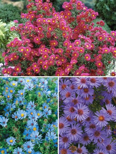 Product Viewer - Aster Collection