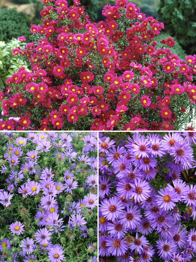 Aster Collection | Bluestone Perennials