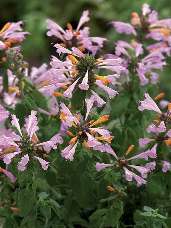 Arizona Mint Family Flowers 100 MINT BUSH White Elsholtzia Stauntonii