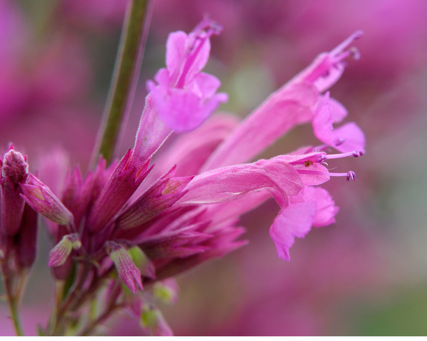 Agastache Ava | Bluestone Perennials
