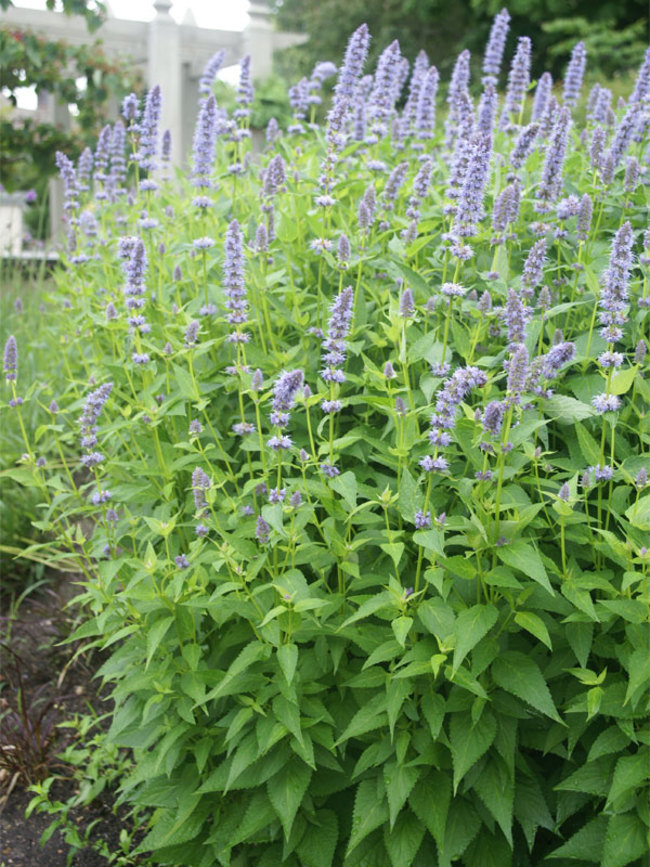 Agastache Blue Fortune | Bluestone Perennials