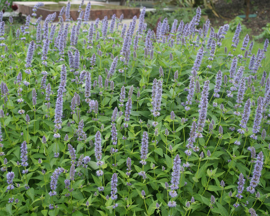 Agastache Blue Fortune | Bluestone Perennials