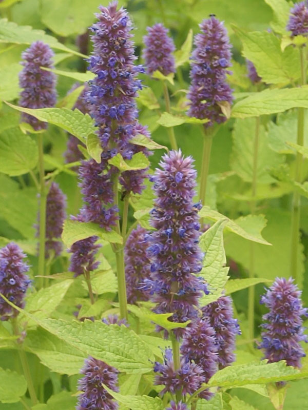 Agastache Foeniculum Jubileu De Ouro Buy Agastache 'Golden Jubilee' In
