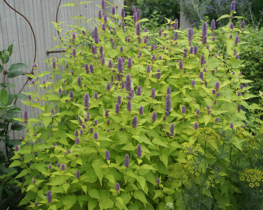 Agastache Golden Jubilee | Bluestone Perennials