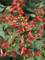 Agastache Kudos Red -- Bluestone Perennials