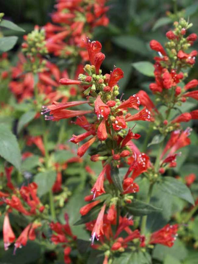 Agastache Kudos Red | Bluestone Perennials