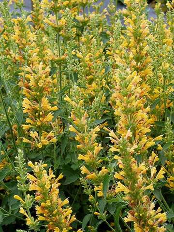 Agastache Kudos Yellow | Bluestone Perennials