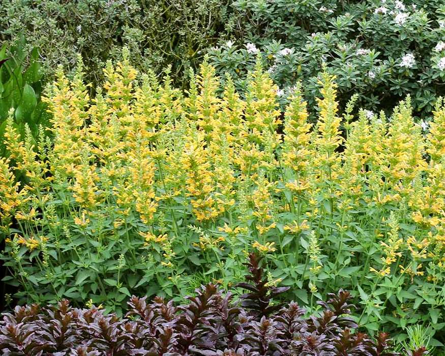 Agastache Kudos Yellow | Bluestone Perennials