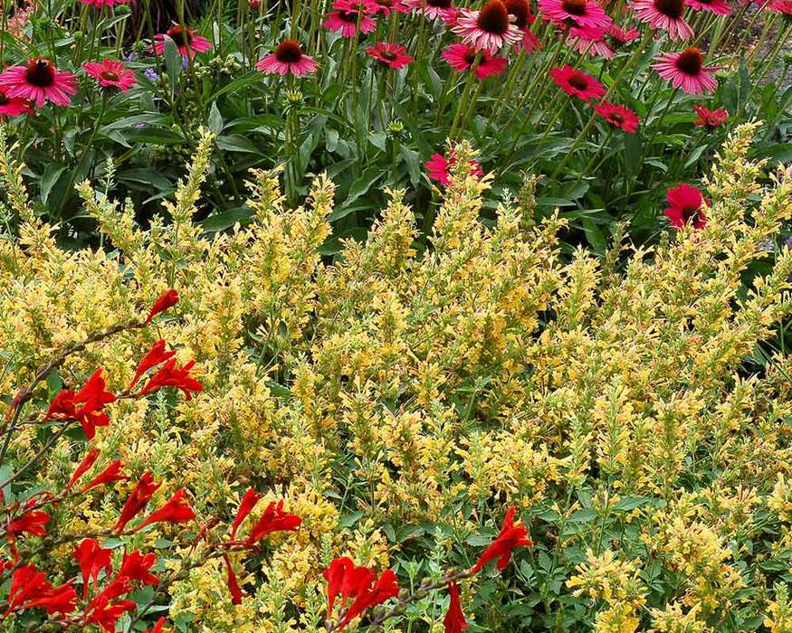 Agastache Kudos Yellow | Bluestone Perennials