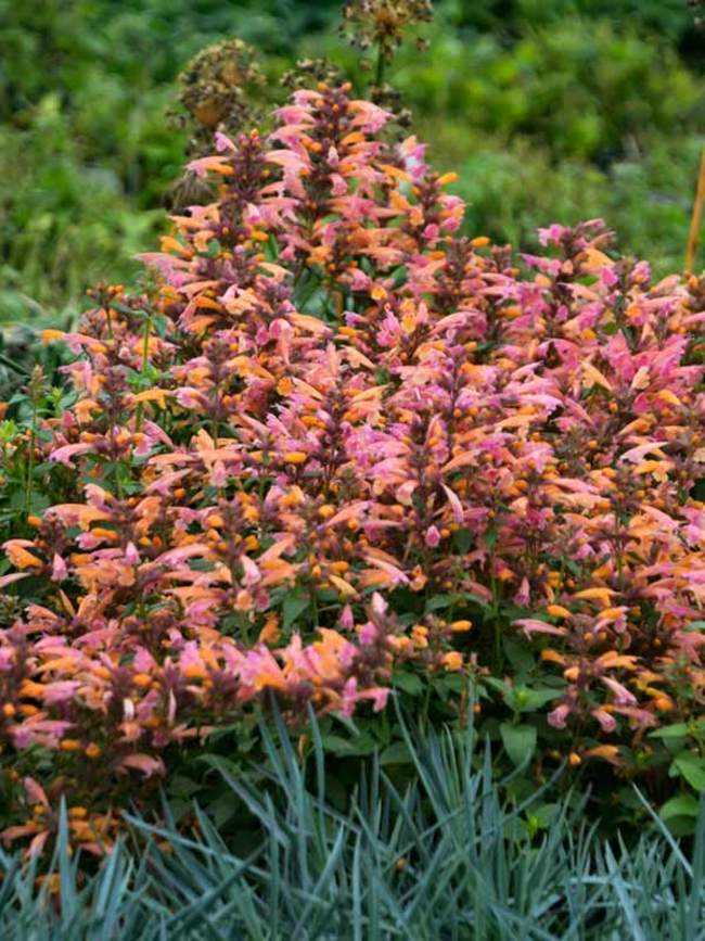 Agastache Mango Tango | Bluestone Perennials