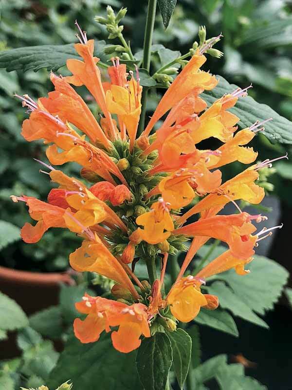 Agastache Poquito Orange | Bluestone Perennials