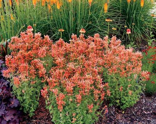 Agastache Poquito Orange | Bluestone Perennials