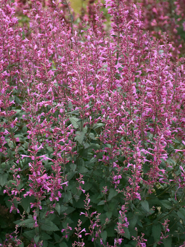 Agastache Royal Raspberry | Bluestone Perennials