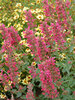 Agastache Raspberry Summer | Bluestone Perennials