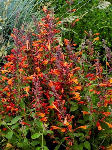 Agastache Tango | Bluestone Perennials