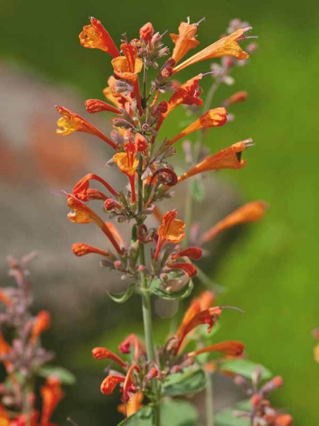 Agastache Tango | Bluestone Perennials