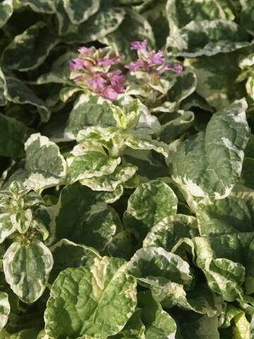 Ajuga Pink Lightning | Bluestone Perennials
