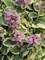 Ajuga Pink Lightning -- Bluestone Perennials