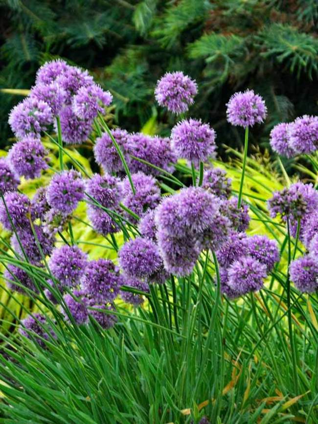 Allium Medusa | Bluestone Perennials