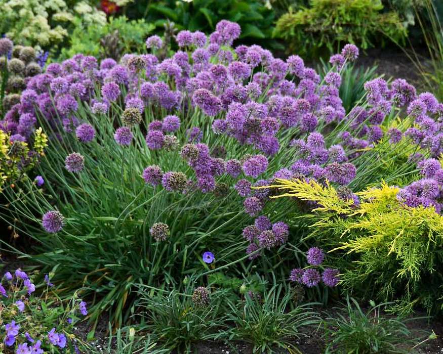 Allium Medusa | Bluestone Perennials