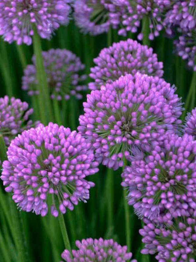 Allium Millenium | Bluestone Perennials