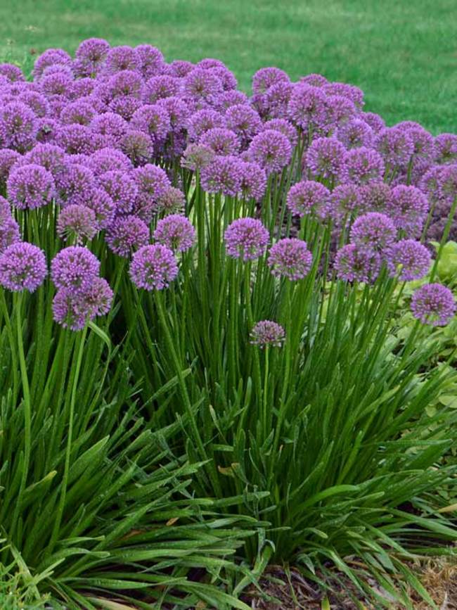 Allium Millenium | Bluestone Perennials