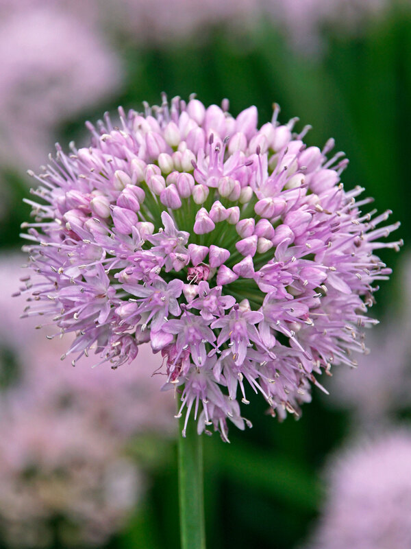 Allium Pink Planet | Bluestone Perennials