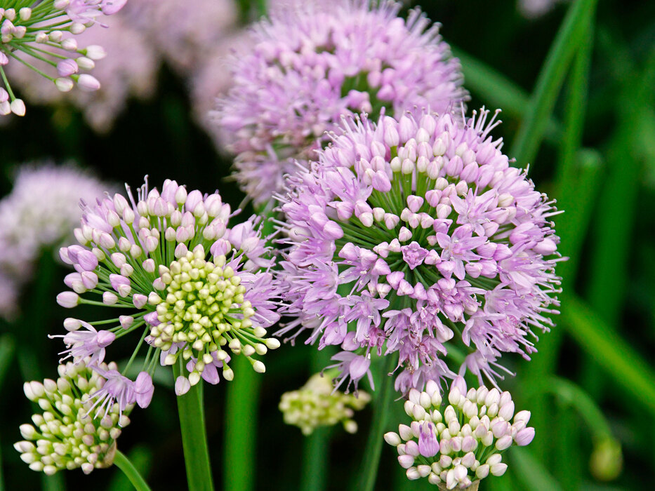 Allium Pink Planet | Bluestone Perennials