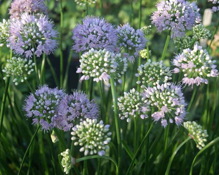 Product Viewer - ALLIUM SUMMER BEAUTY