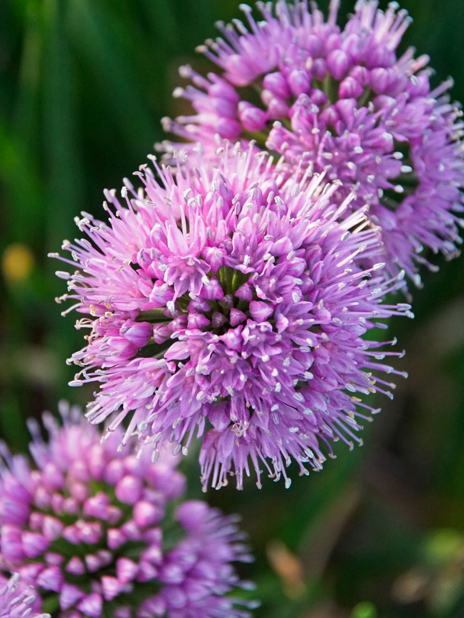 Windy City Flower