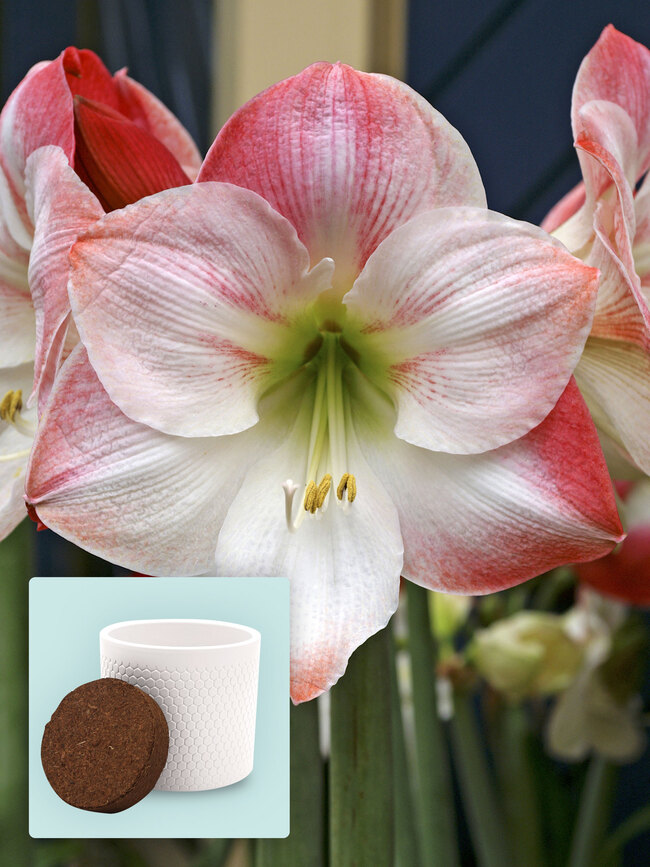 Amaryllis Apple Blossom | Bluestone Perennials