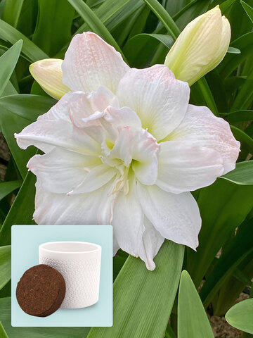 Amaryllis Arctic Nymph | Bluestone Perennials
