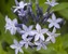 Amsonia Blue Ice -- Bluestone Perennials