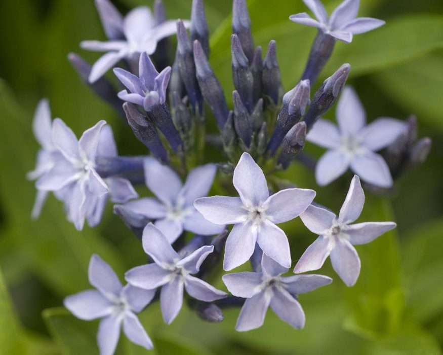 Amsonia Blue Ice | Bluestone Perennials