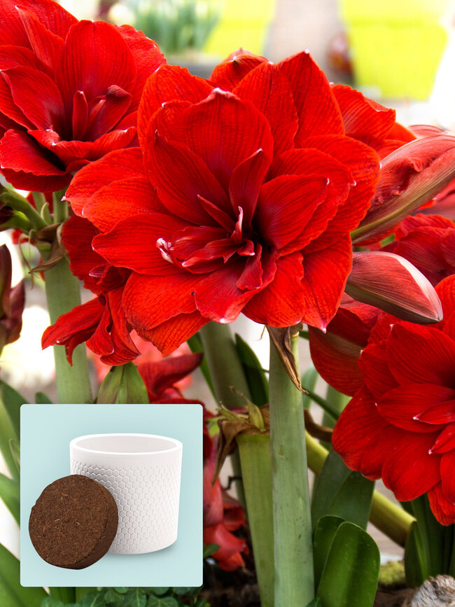 Amaryllis Double Dragon | Bluestone Perennials