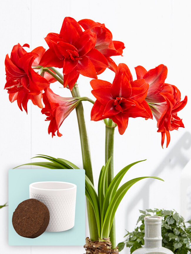 Amaryllis Double Delicious | Bluestone Perennials