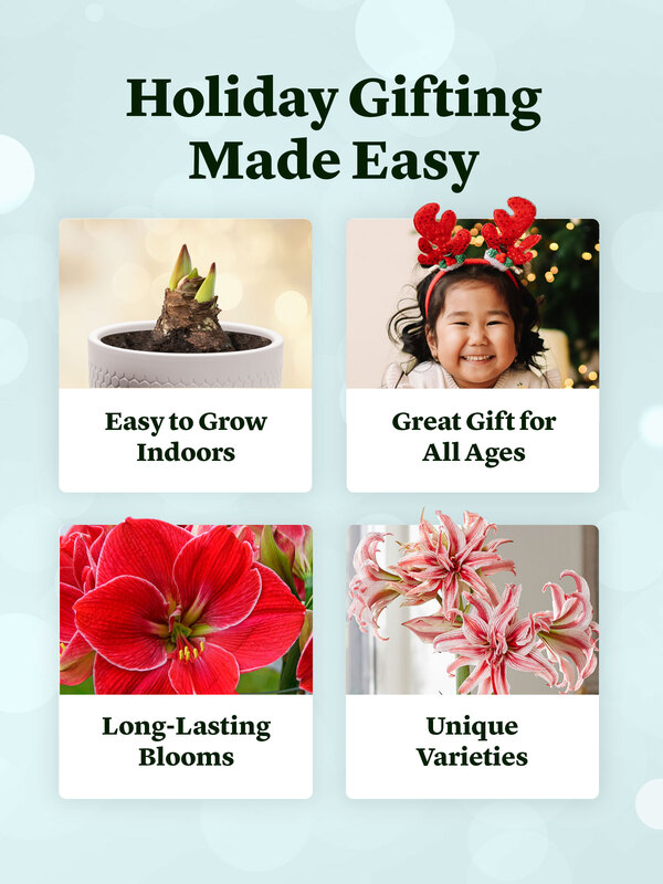 Amaryllis Double King | Bluestone Perennials