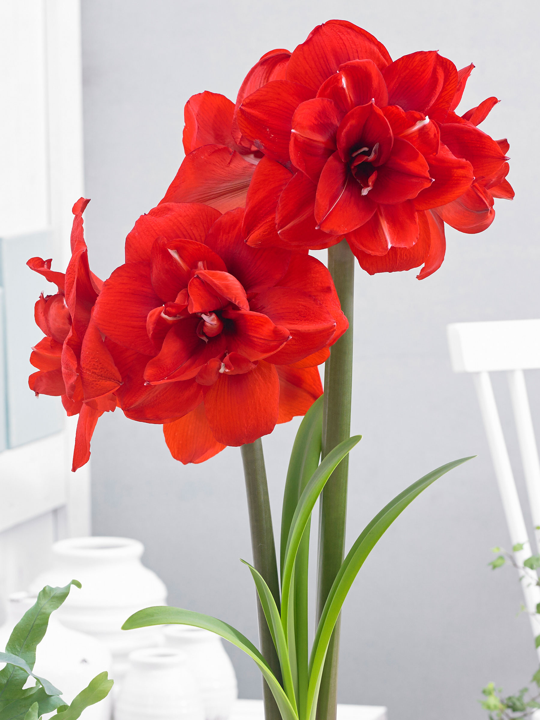 Amaryllis Double King | Bluestone Perennials