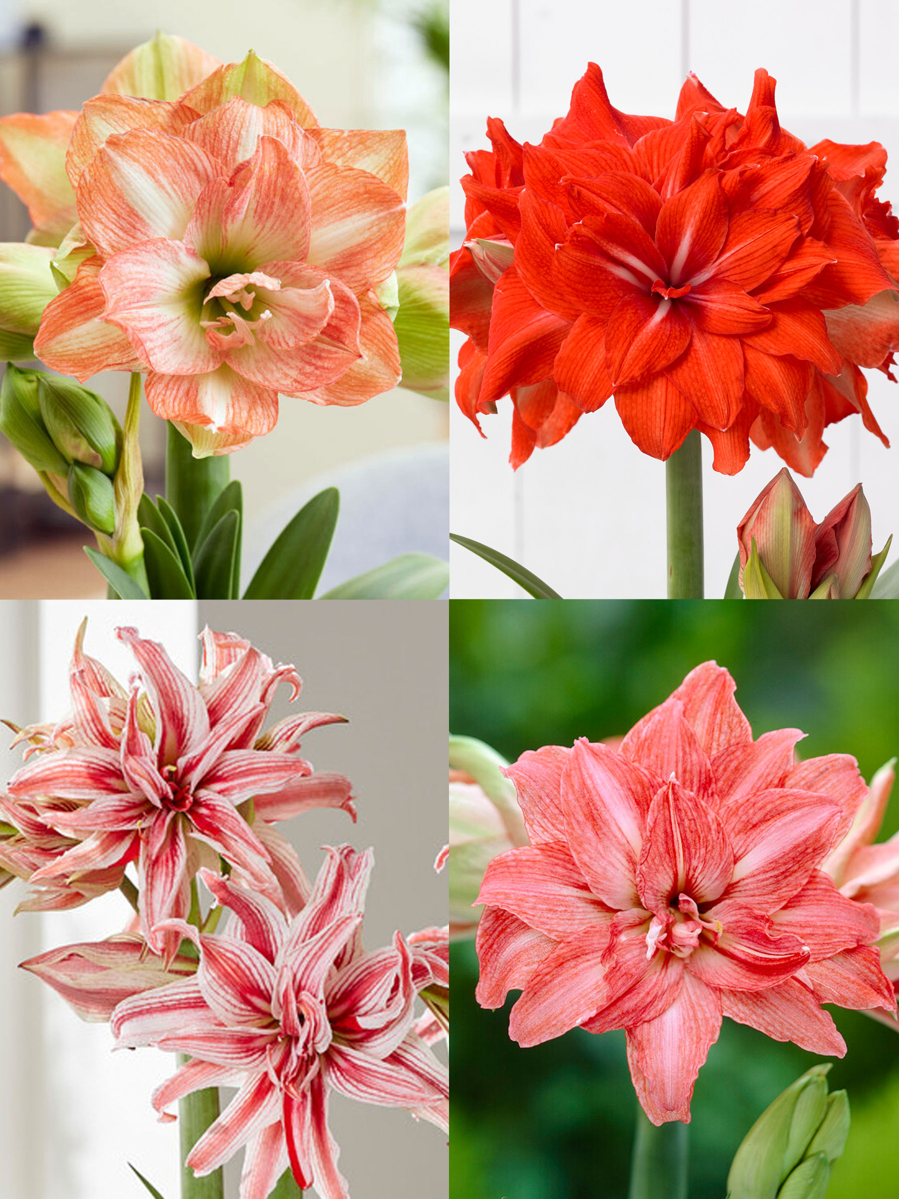 Amaryllis Exotic Blooms Collection | Bluestone Perennials