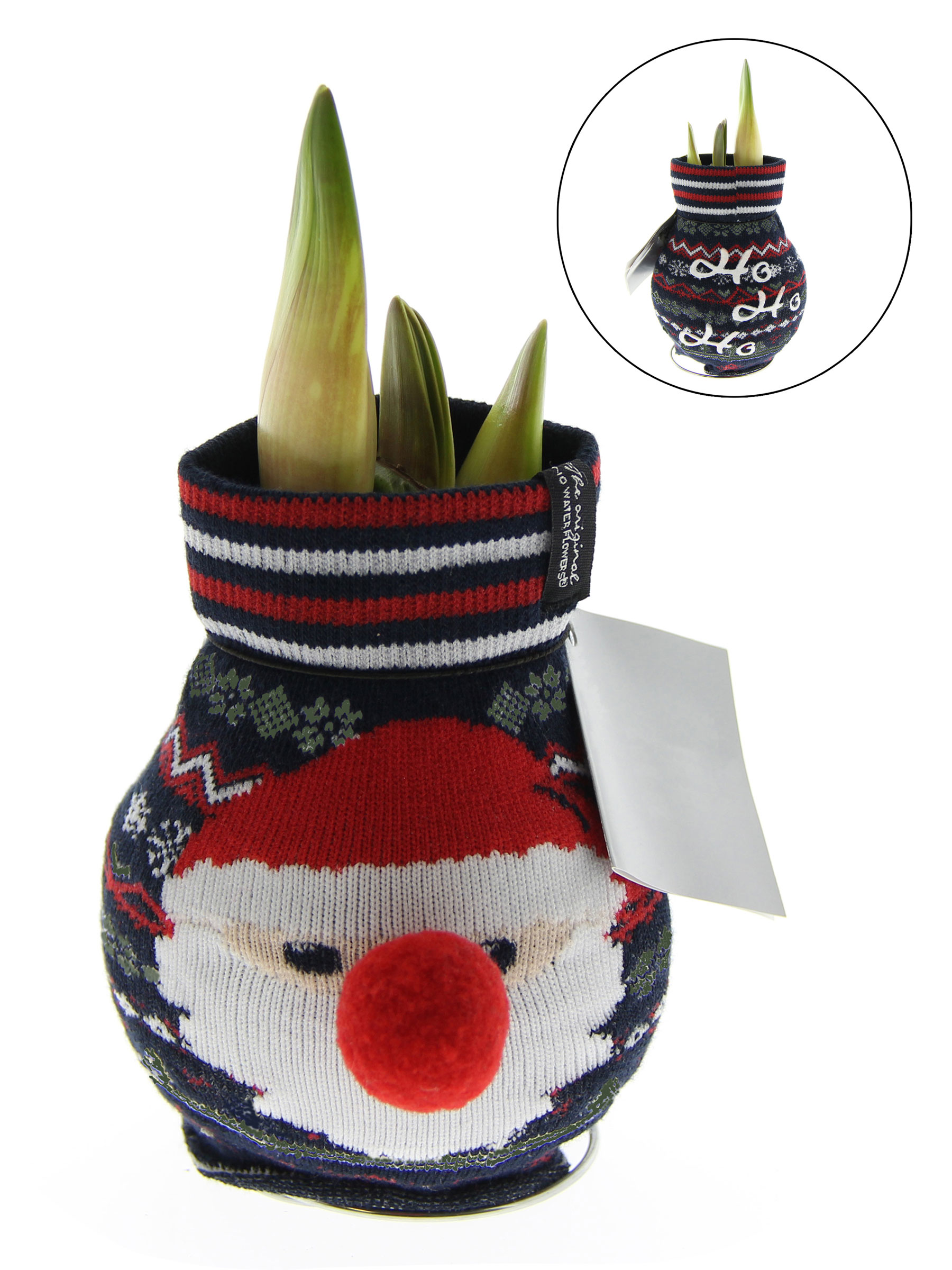 Amaryllis Santa Fashion Wax | Bluestone Perennials