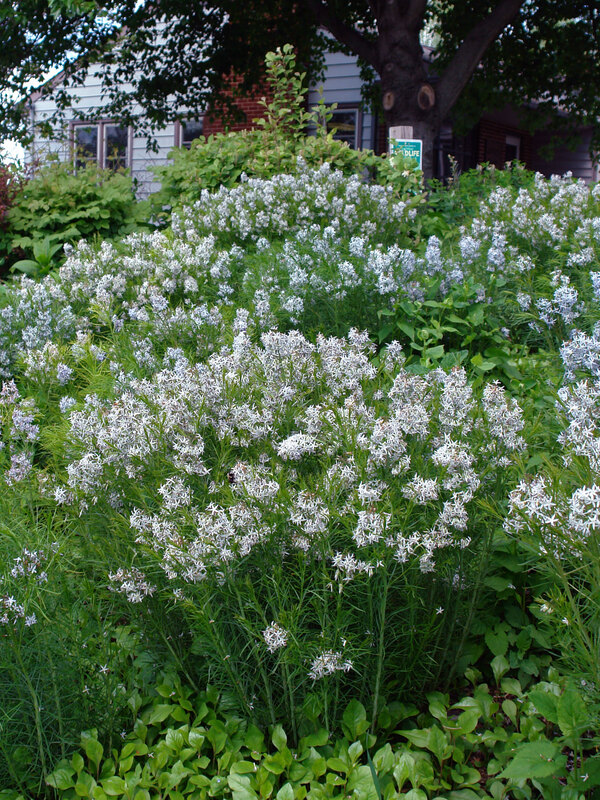 Amsonia Hubrichtii | Bluestone Perennials