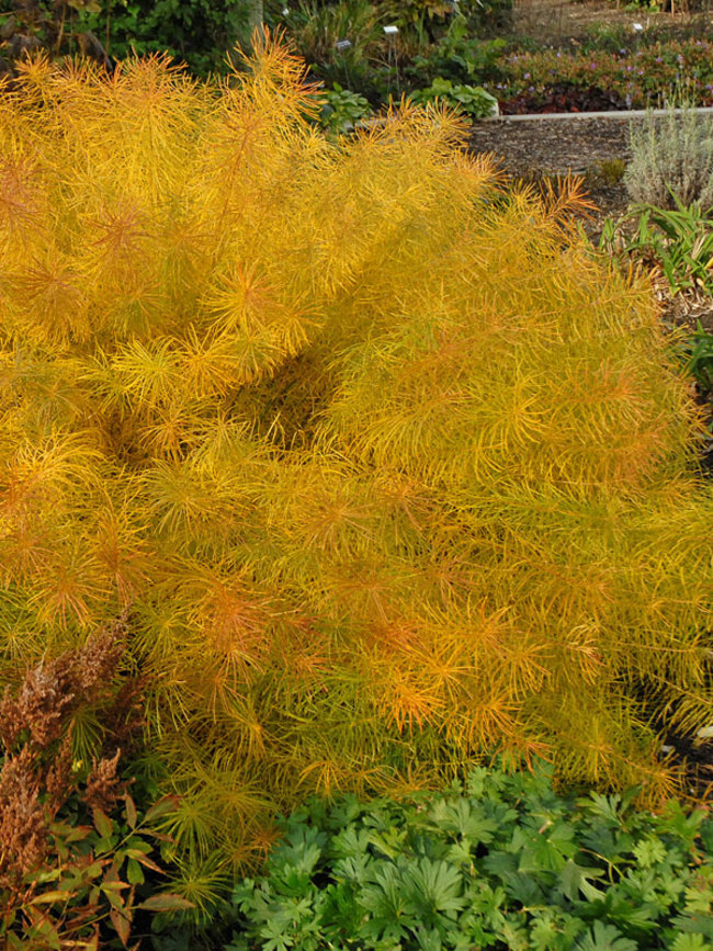 AMSONIA HUBRICHTII -- Bluestone Perennials